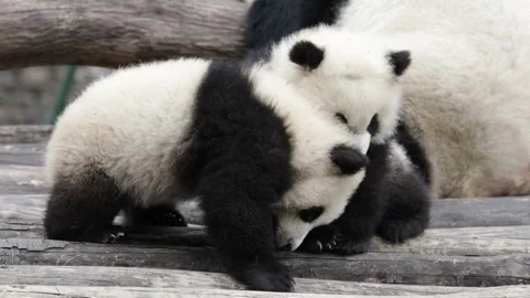Two Little Baby Pandas in the Playground | Stock Video | Pond5