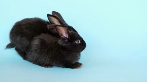Two little black rabbit. Bunnies isolate... | Stock Video | Pond5