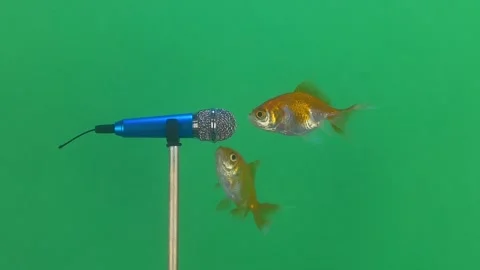 To Speak Underwater Stock Footage ~ Royalty Free Stock Videos | Pond5