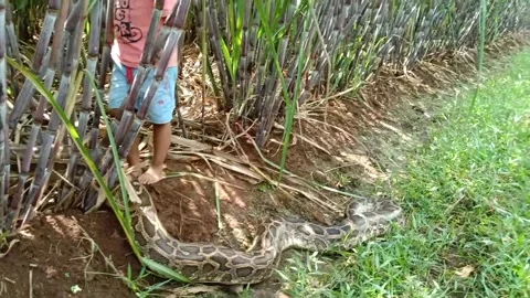 Two Little Girl Play with A Huge Python | Stock Video | Pond5