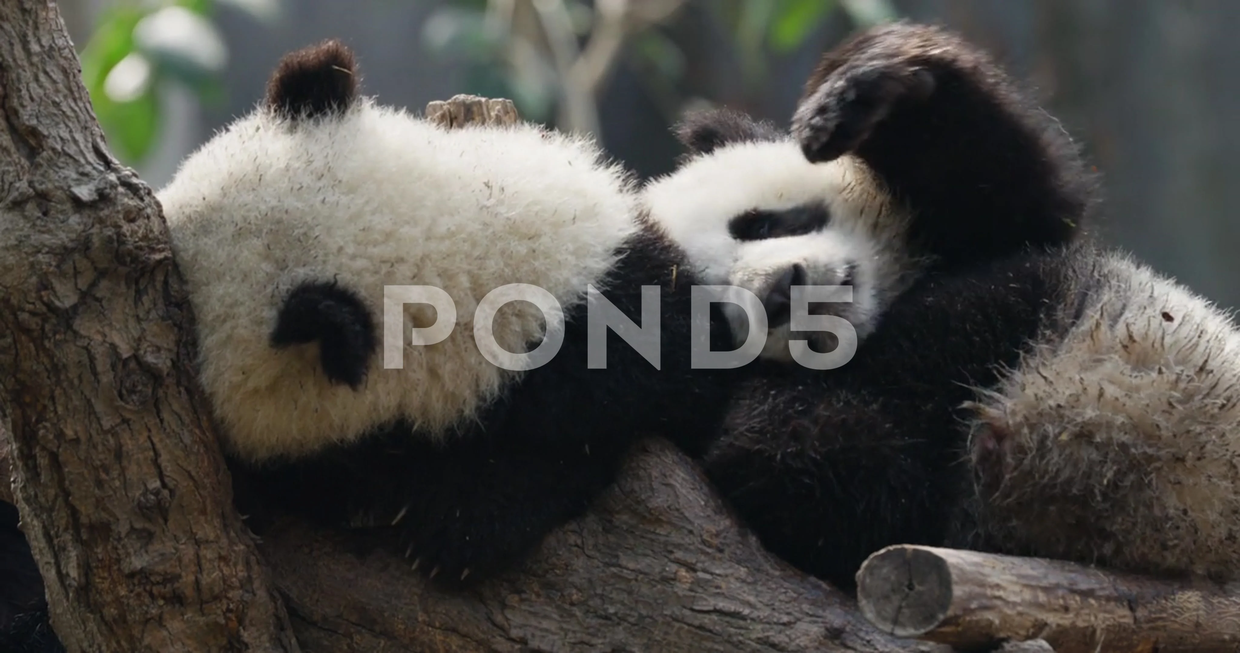 Two Pandas Sleeping