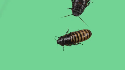 Green Screen Extra Stock Video Footage | Royalty Free Green Screen ...