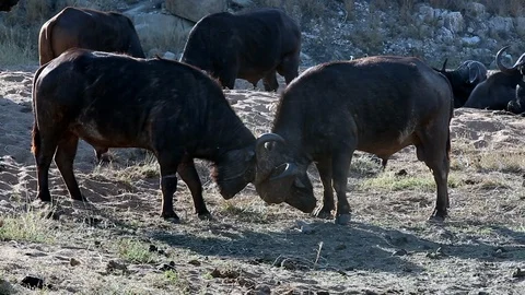 Two Male African Cape Buffalo Size Each ... | Stock Video | Pond5