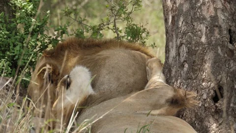 Two male African Lions sleep together in... | Stock Video | Pond5