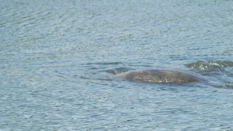 Florida Wildlife Stock Video Footage | Royalty Free Florida Wildlife ...