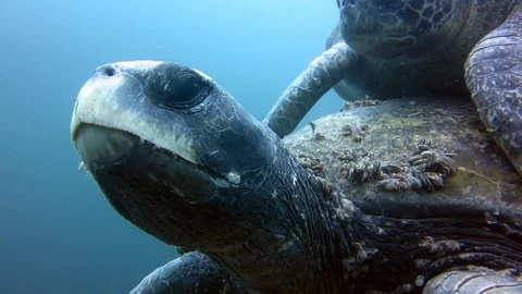 Turtle Mating Stock Footage ~ Royalty Free Stock Videos | Pond5