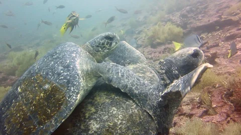Turtle Mating Stock Footage ~ Royalty Free Stock Videos | Pond5
