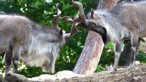Markhor Stock Video Footage | Royalty Free Markhor Videos | Pond5