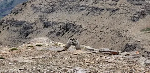 Tangle Wrestling Stock Videos – Royalty-Free HD & 4K Videos | Pond5