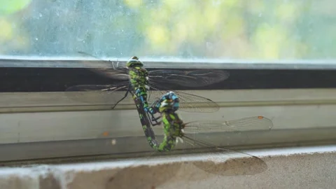 Two mating dragonflies near older window... | Stock Video | Pond5