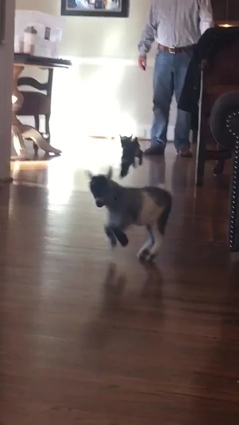 Two Mini Pygmy Goats Play, Charlotte, No... | Stock Video | Pond5