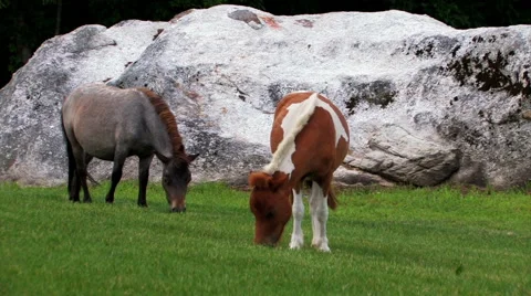 Images Ponies Stock Videos – Royalty-Free HD & 4K Videos