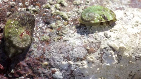Two Mollusks moving on rock during low t... | Stock Video | Pond5