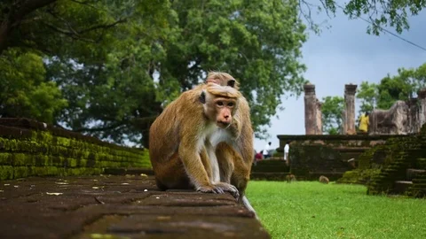 Two monkeys are sitting at a ancient rui... | Stock Video | Pond5