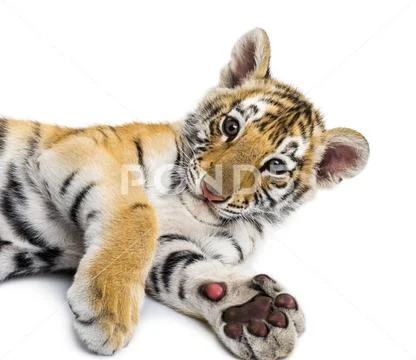 Two months old tiger cub lying against white background ~ Hi Res #126909253