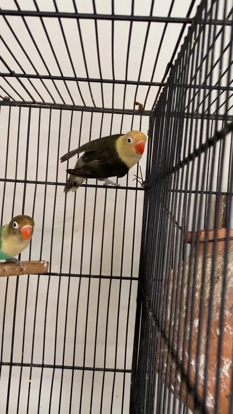 Two Most Beautiful Birds in a Cage | Stock Video | Pond5