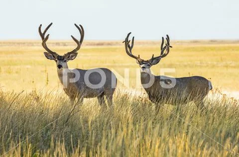 Two Mule deer bucks (Odocoileus hemionus) standing in a grass field ...