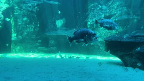 Two muscle cracker fishes swimming side ... | Stock Video | Pond5