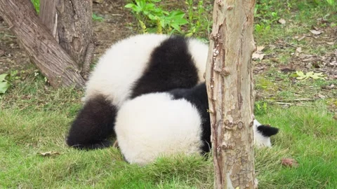 Naughty Panda Stock Videos – Royalty-Free HD & 4K Videos | Pond5