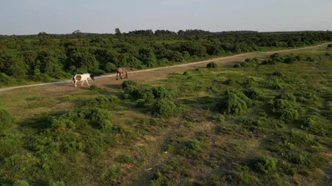 Two New Forest Ponies walking on a long ... | Stock Video | Pond5