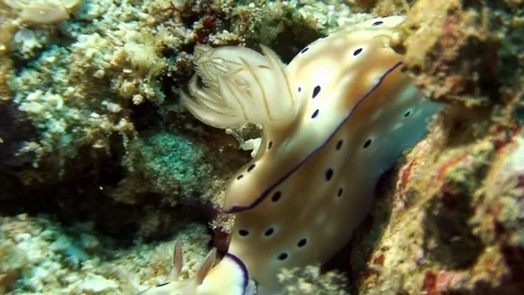 Two nudibranch mollusc sea slug Chromodo... | Stock Video | Pond5