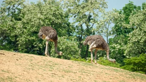 Two Ostrich Eating By Pecking Food On Th... | Stock Video | Pond5