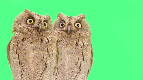 two owls blinking eyes isolated on green... | Stock Video | Pond5