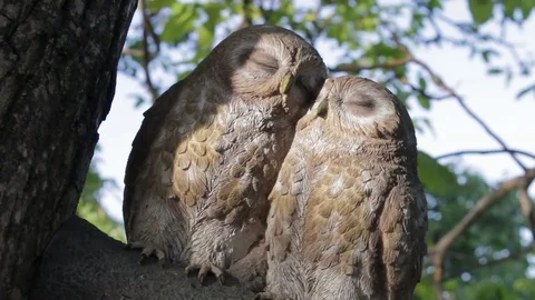 Two Owls Sleeping on the Branche. Toy Ow... | Stock Video | Pond5