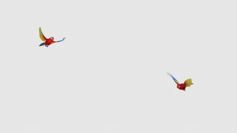Two Parrot Birds - Scarlet Macaw Pair - ... | Stock Video | Pond5