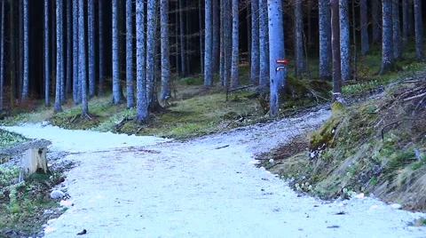 Multiple Paths Forest