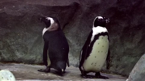 Two penguins standing together on nature... | Stock Video | Pond5