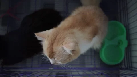 Persian Cat Breeder Stock Videos – Royalty-Free HD & 4K Videos