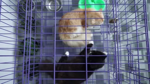 Persian Cat Breeder Stock Videos – Royalty-Free HD & 4K Videos