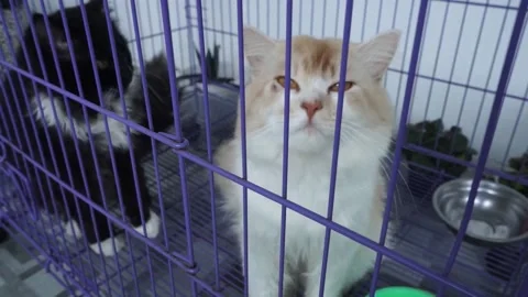 Persian Cat Breeder Stock Videos – Royalty-Free HD & 4K Videos