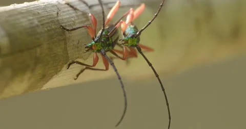 Two Peruvian Tiger Beetles mating. Tambo... | Stock Video | Pond5