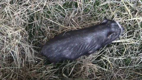 Two piglets lying down on a bed of hay s... | Stock Video | Pond5