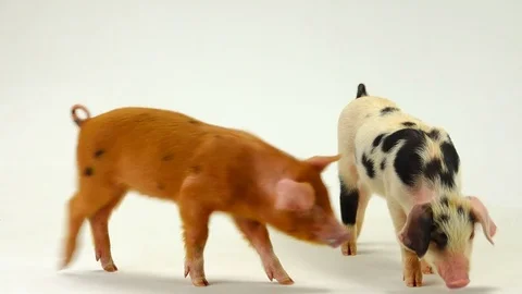 Sounder Of Pigs Stock Videos – Royalty-Free HD & 4K Videos