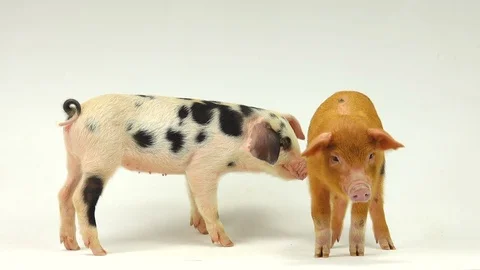 Sounder Of Pigs Stock Video Footage | Royalty Free Sounder Of Pigs ...