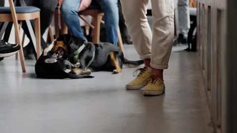 Two playful dogs interacting on a room f... | Stock Video | Pond5