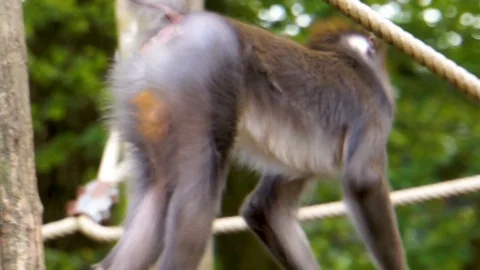 two playful female mandrill monkeys play... | Stock Video | Pond5