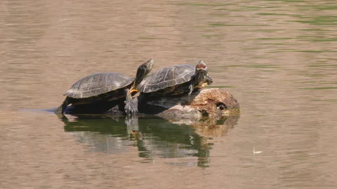 Floating Mouth Stock Videos – Royalty-Free HD & 4K Videos