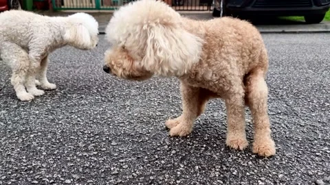Two poodle pet dogs pooping onto street ... | Stock Video | Pond5
