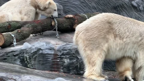 Images Bears Stock Videos – Royalty-Free HD & 4K Videos