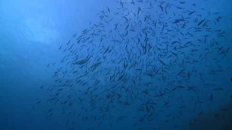 two predator fish search for prey | Stock Video | Pond5