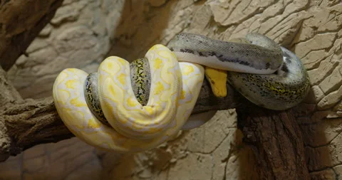 Two pythons coiled on a tree branch in t... | Stock Video | Pond5