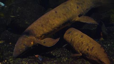 Two Queensland lungfish floating underwa... | Stock Video | Pond5