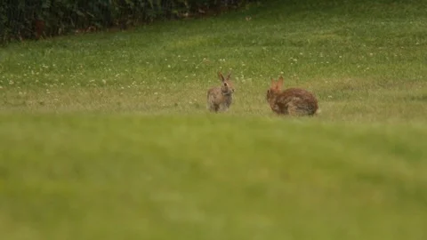 Rabbits Mating Stock Videos – Royalty-Free HD & 4K Videos