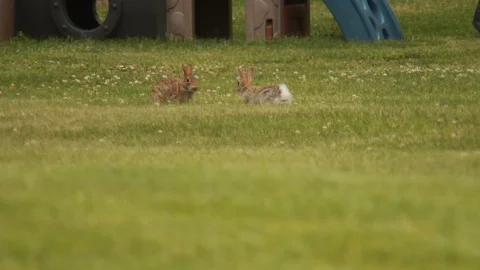 Rabbits Mating Stock Videos – Royalty-Free HD & 4K Videos