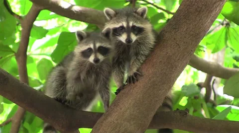 Two raccoons adopt a cute pose in a tree... | Stock Video | Pond5