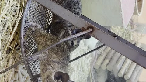 Two rats sit in a cage with a running wh... | Stock Video | Pond5